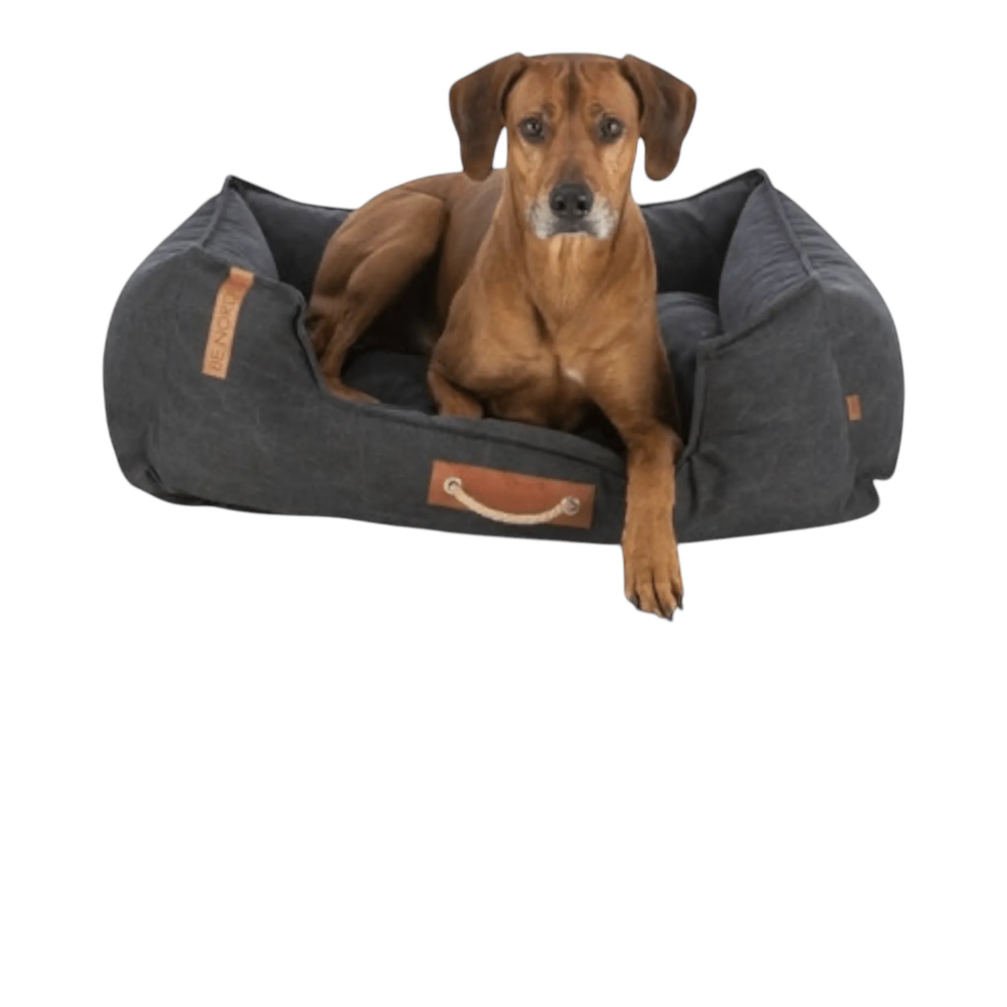 Elegantes Stiftung Warentest Hundebetten Bild